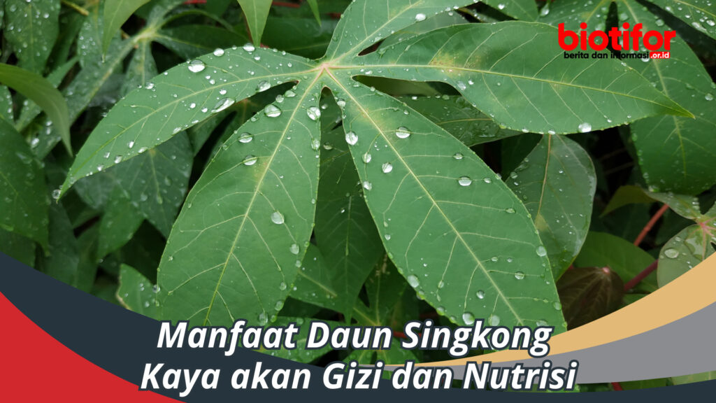 Manfaat Daun Singkong Kaya akan Gizi dan Nutrisi - Biotifor