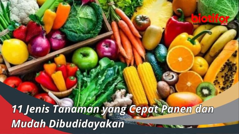 11 Jenis Tanaman yang Cepat Panen dan Mudah Dibudidayakan