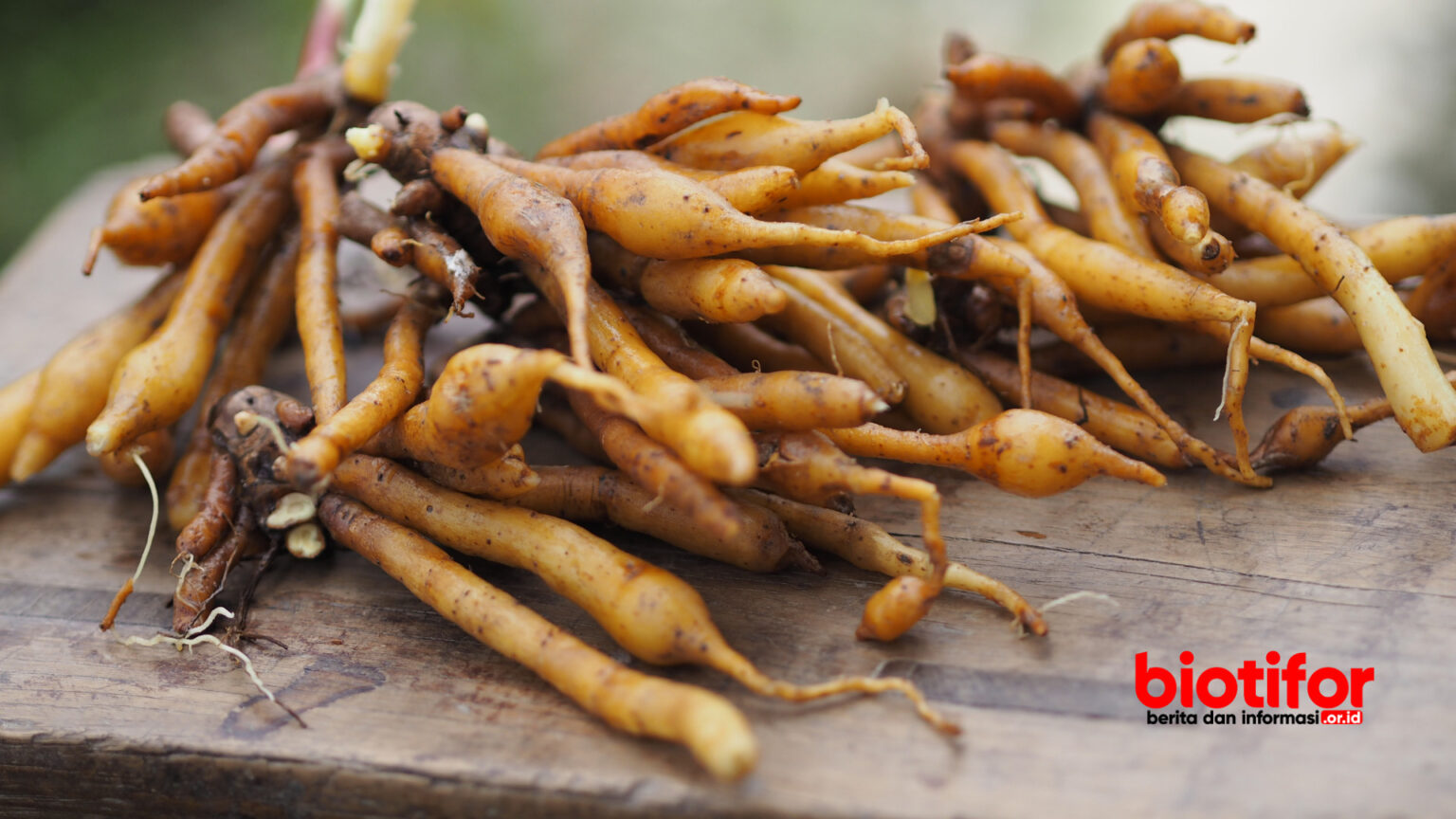 Manfaat Temu Kunci, Bukan hanya Bumbu Rempah Masakan - Biotifor