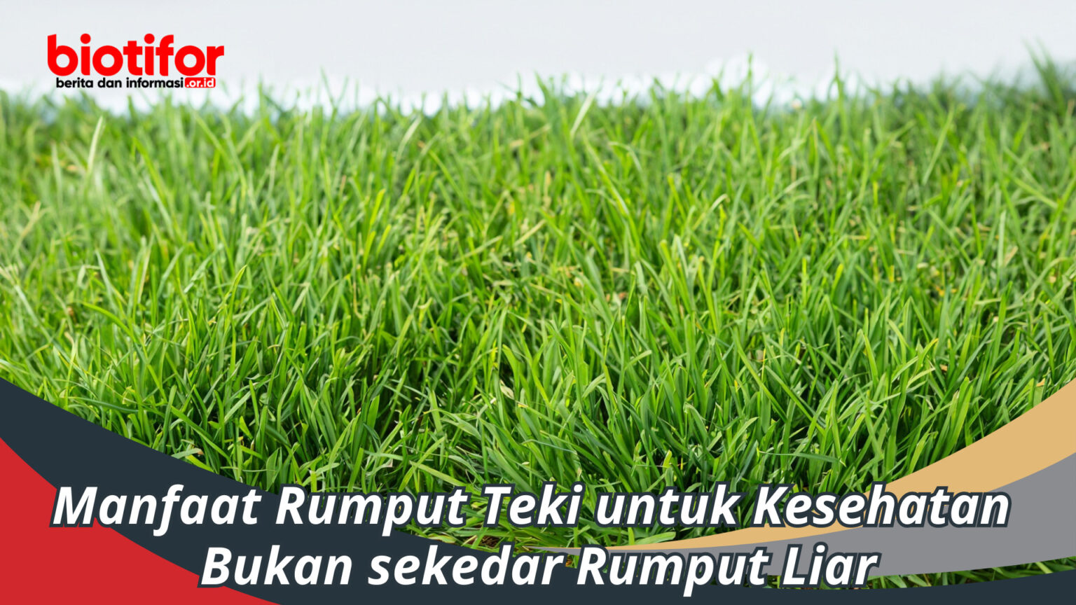 Manfaat Rumput Teki untuk Kesehatan Bukan sekedar Rumput Liar - Biotifor