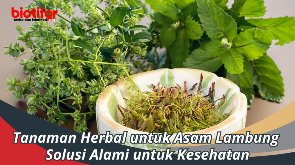 Tanaman Herbal untuk Asam Lambung Solusi Alami Kesehatan - Biotifor
