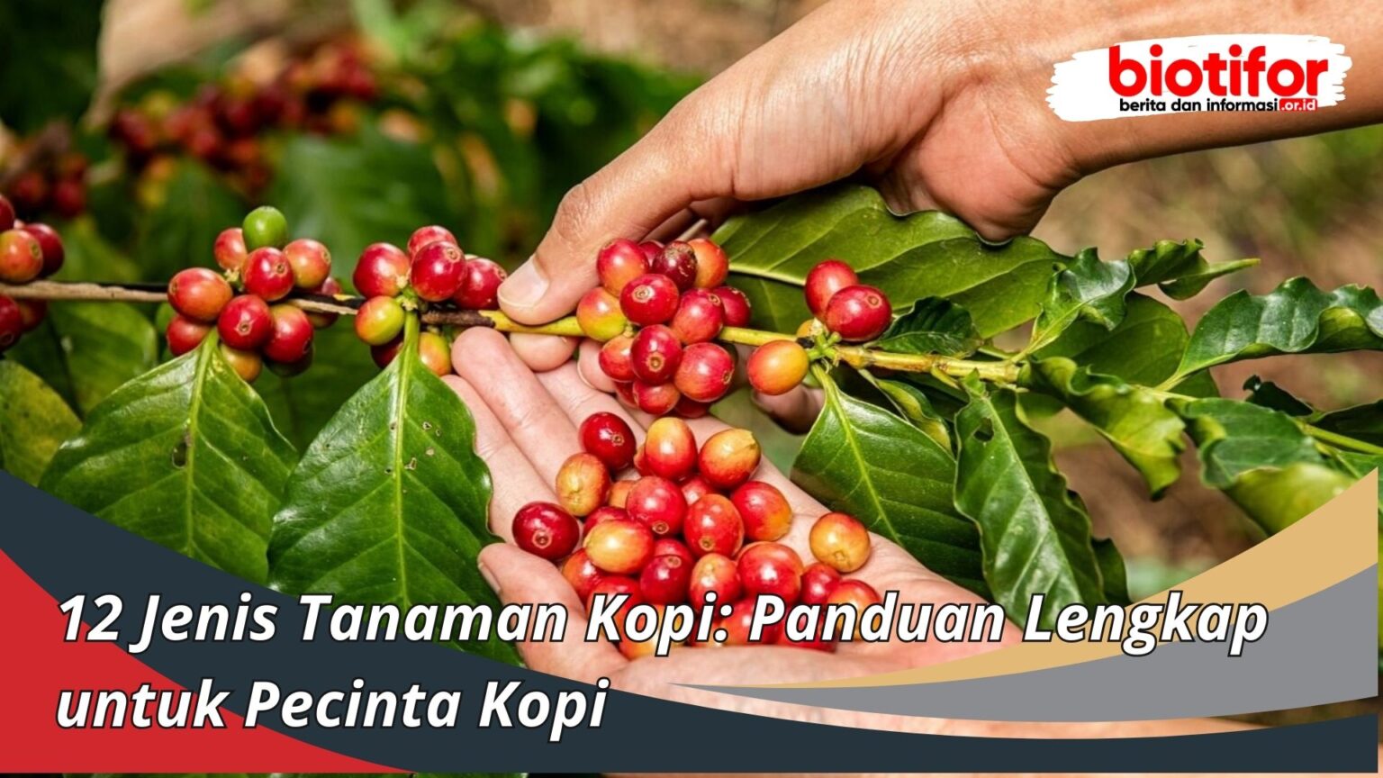 12 Jenis Tanaman Kopi: Panduan Lengkap untuk Pecinta Kopi
