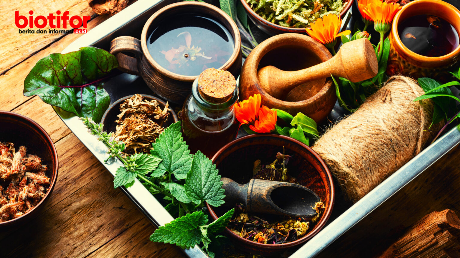 Tanaman Obat Keluarga (TOGA) beragam Manfaat & Khasiatnya - Biotifor