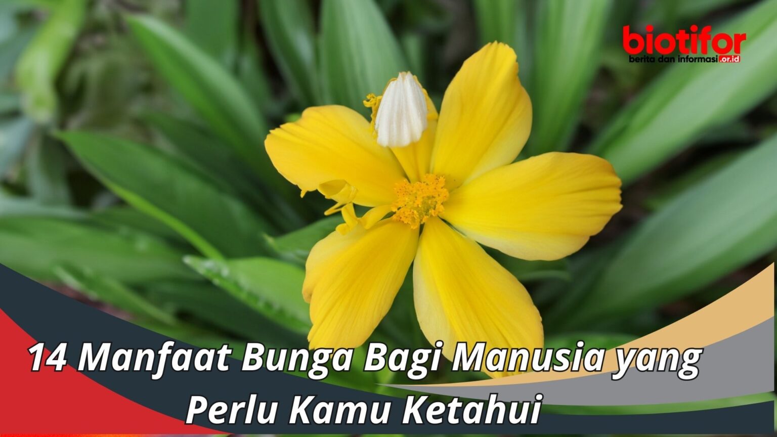 14 Manfaat Bunga Bagi Manusia yang Perlu Kamu Ketahui - Biotifor