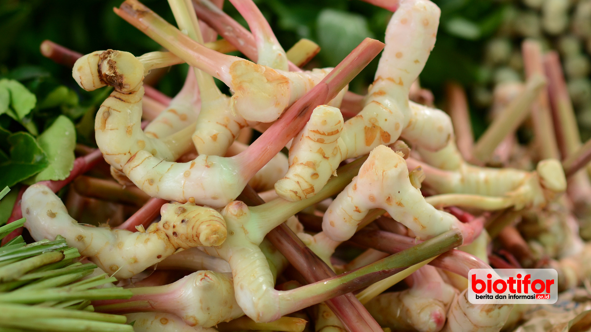Manfaat Lengkuas untuk Kesehatan, Tidak Sekadar Bumbu Dapur - Biotifor