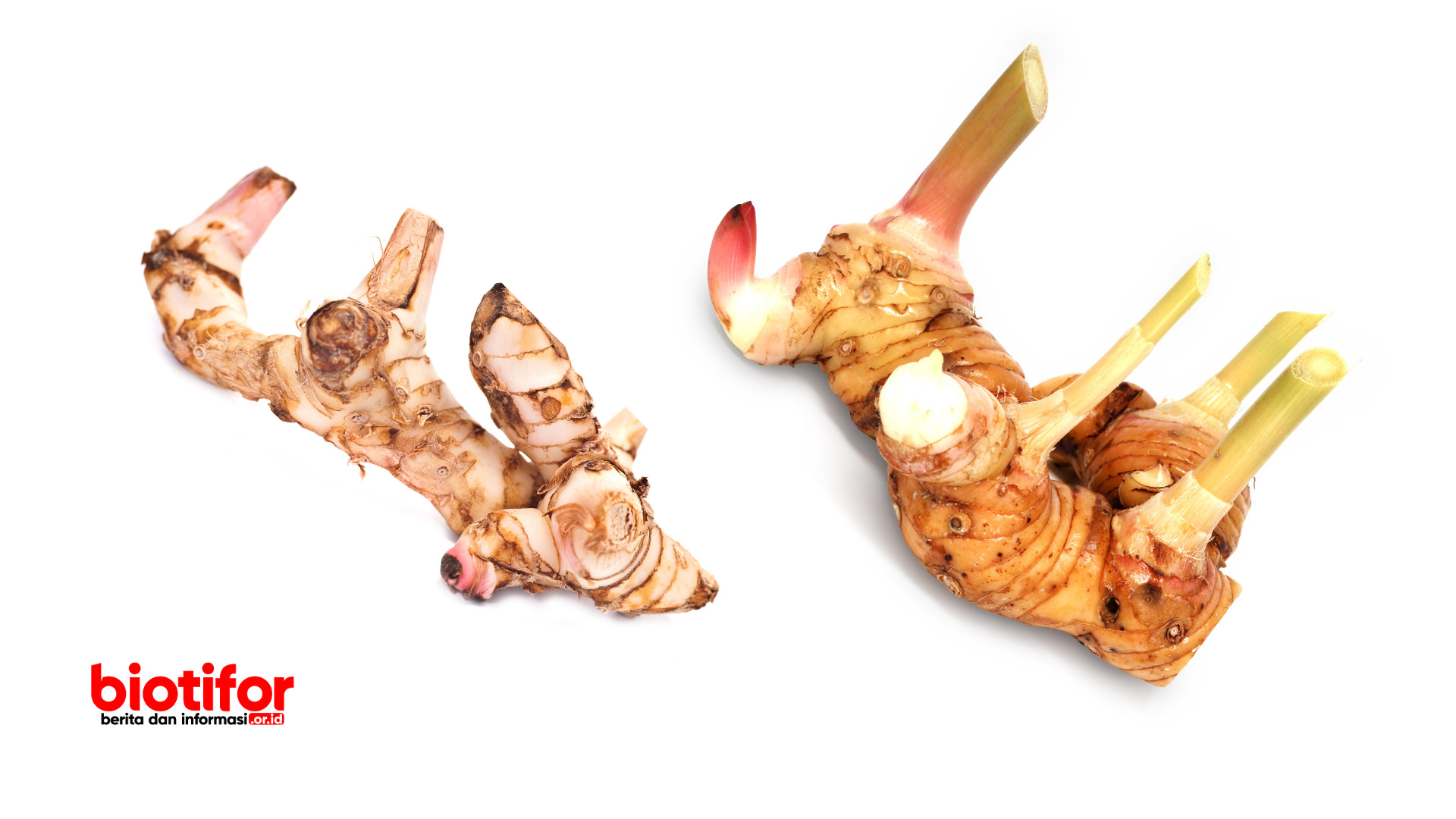 Manfaat Lengkuas untuk Kesehatan, Tidak Sekadar Bumbu Dapur - Biotifor