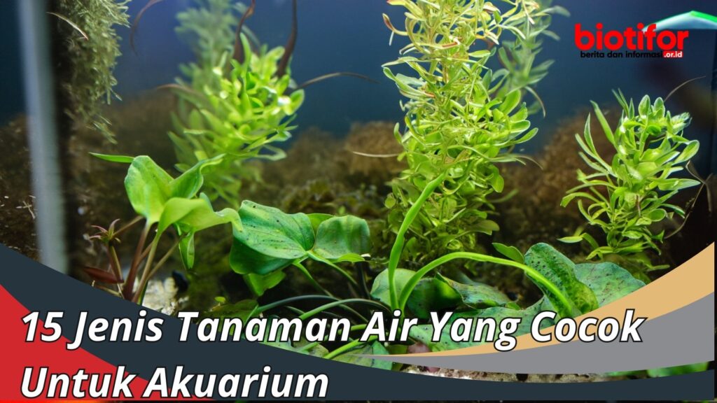 15 Jenis Tanaman Air Yang Cocok Untuk Akuarium