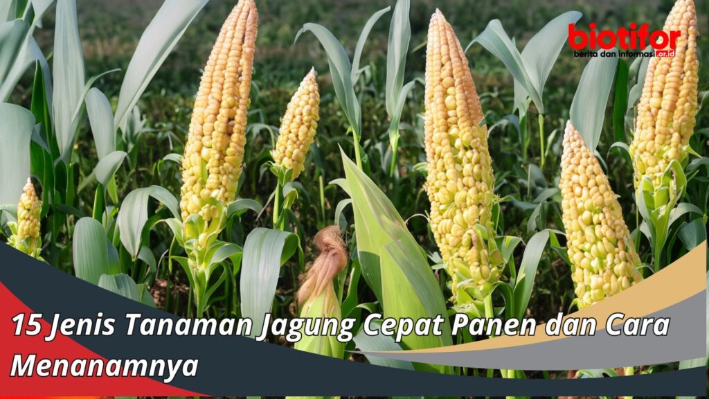15 Jenis Tanaman Jagung Cepat Panen dan Cara Menanamnya