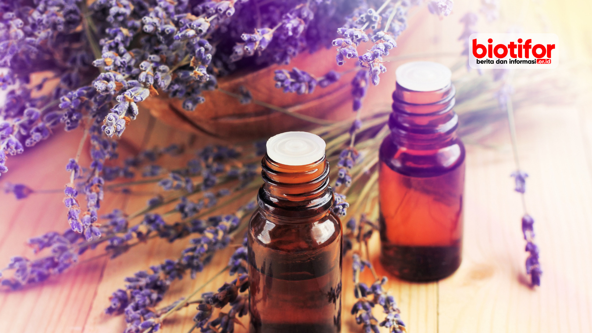 Manfaat Bunga Lavender untuk Kesehatan & Tips Mengolahnya - Biotifor