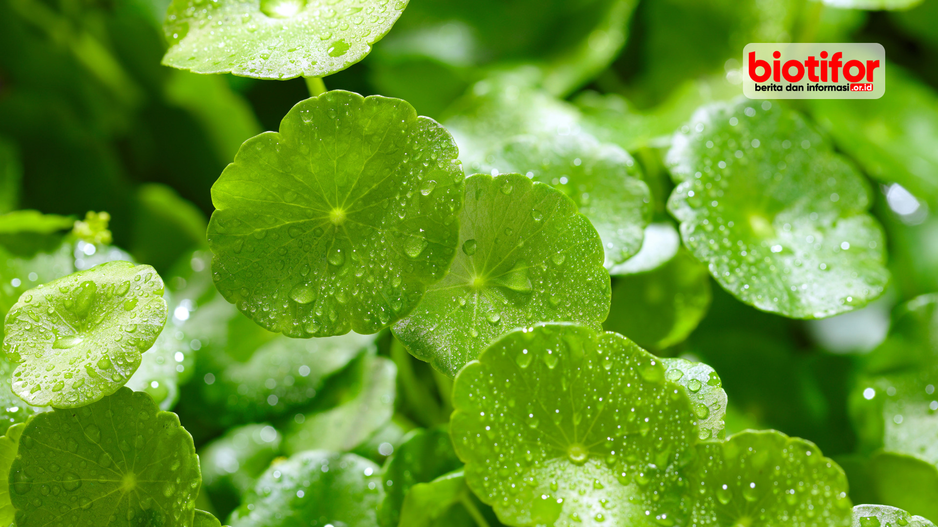 Manfaat Daun Pegagan untuk Kesehatan dan Cara Mengolahnya! - Biotifor