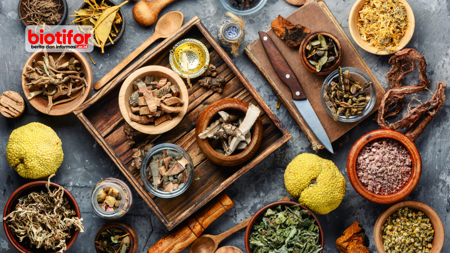 25 Jenis Tanaman Herbal tersebar didunia+Manfaat Kesehatannya - Biotifor