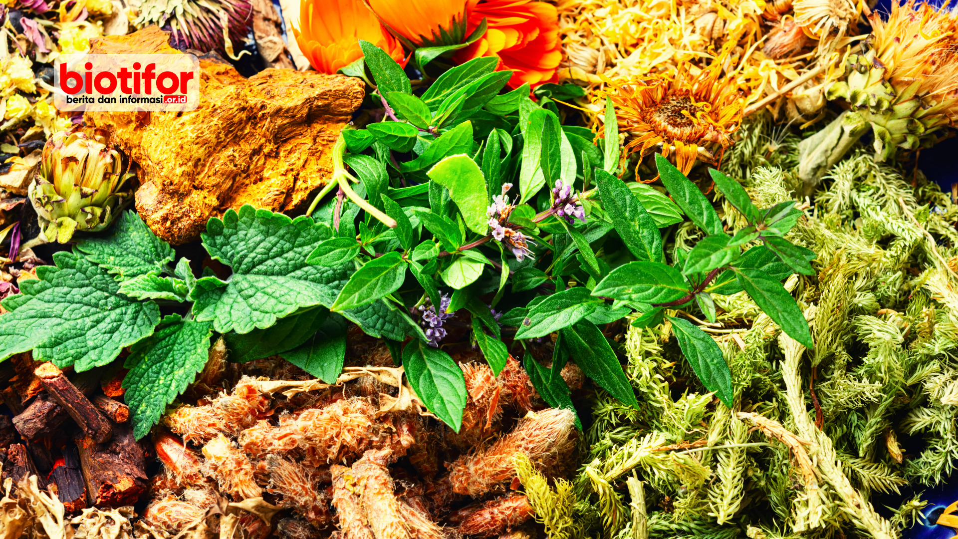25 Jenis Tanaman Herbal tersebar didunia+Manfaat Kesehatannya - Biotifor