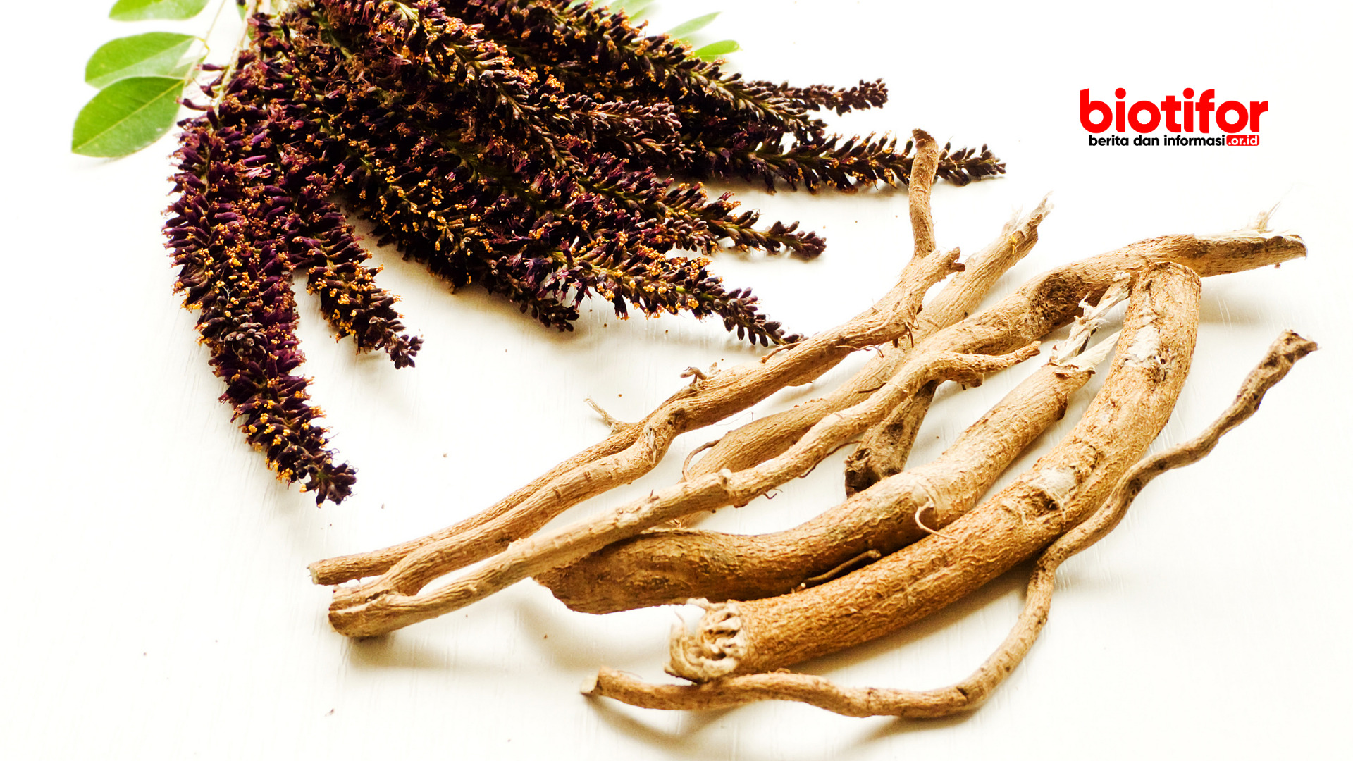 Manfaat Akar Licorice, Si Manis Kaya Khasiat untuk Kesehatan - Biotifor