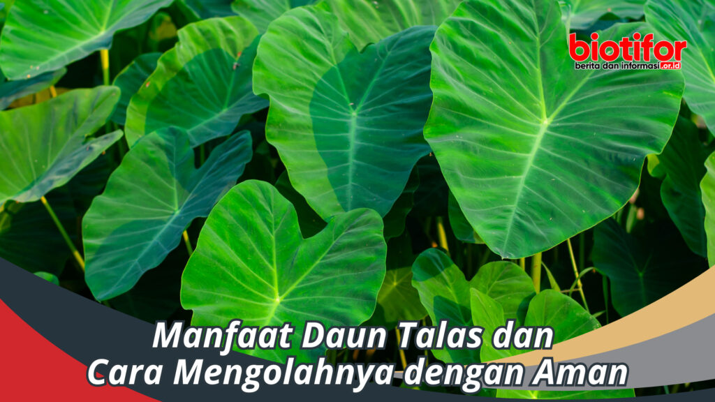 Manfaat Daun Talas dan Cara Mengolahnya dengan Aman - Biotifor