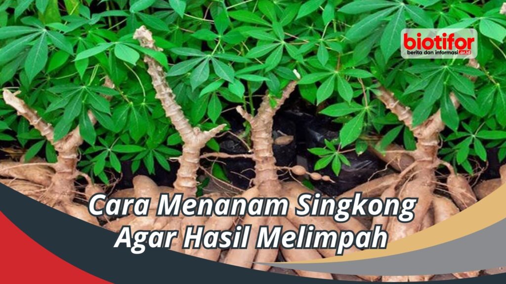 Cara Menanam Singkong Agar Hasil Melimpah - Biotifor