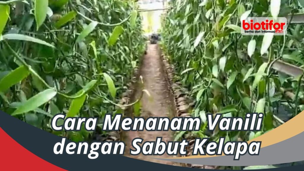 Cara Menanam Vanili dengan Sabut Kelapa - Biotifor
