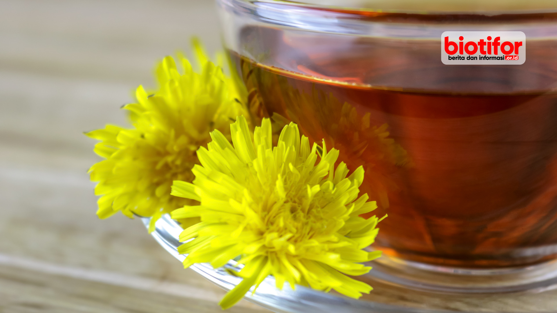 10 Manfaat Bunga Dandelion bagi Kesehatan Tubuh - Biotifor