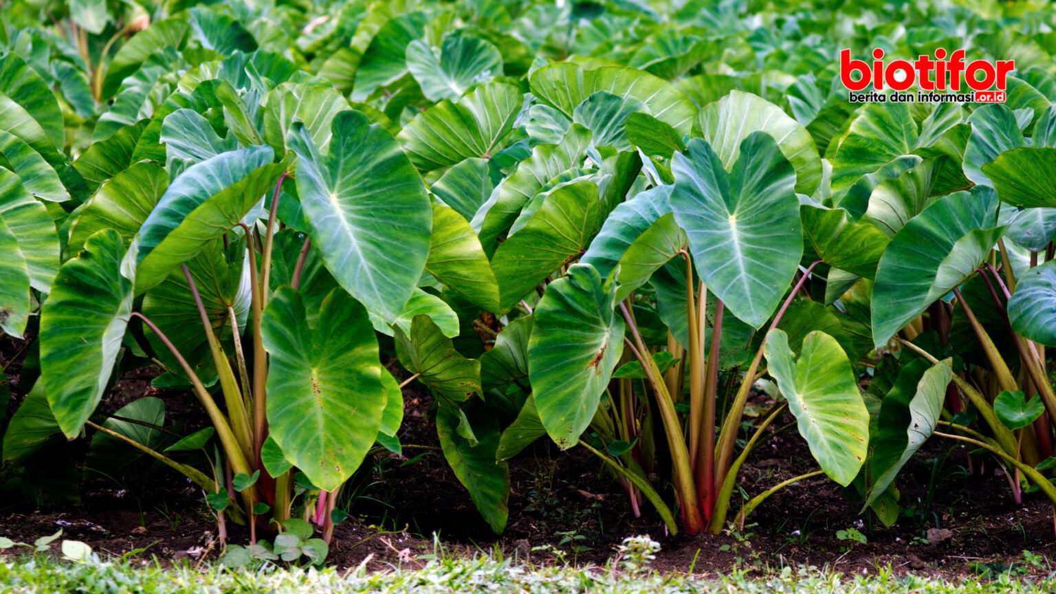 Manfaat Daun Talas dan Cara Mengolahnya dengan Aman - Biotifor