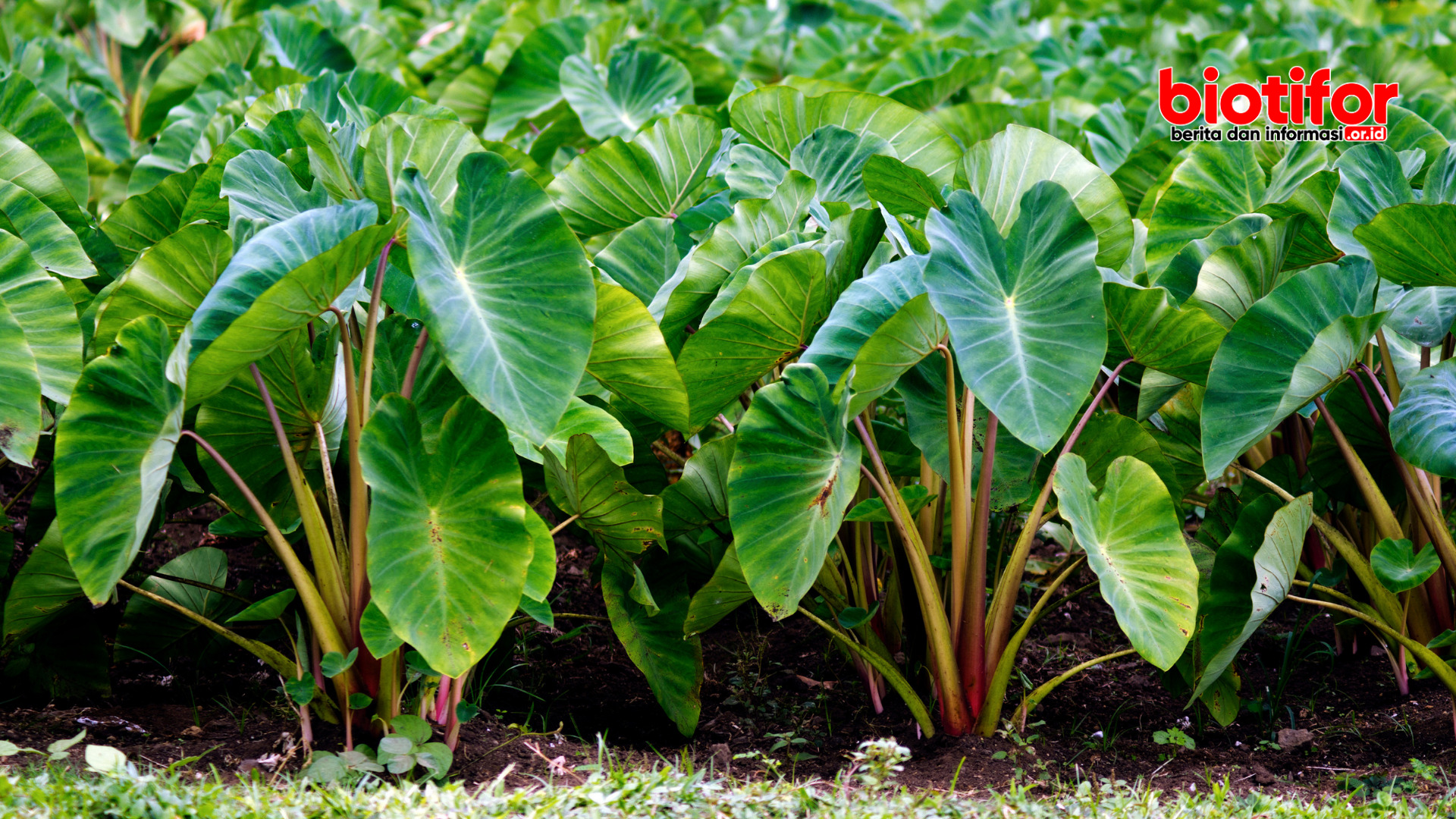 Manfaat Daun Talas dan Cara Mengolahnya dengan Aman - Biotifor