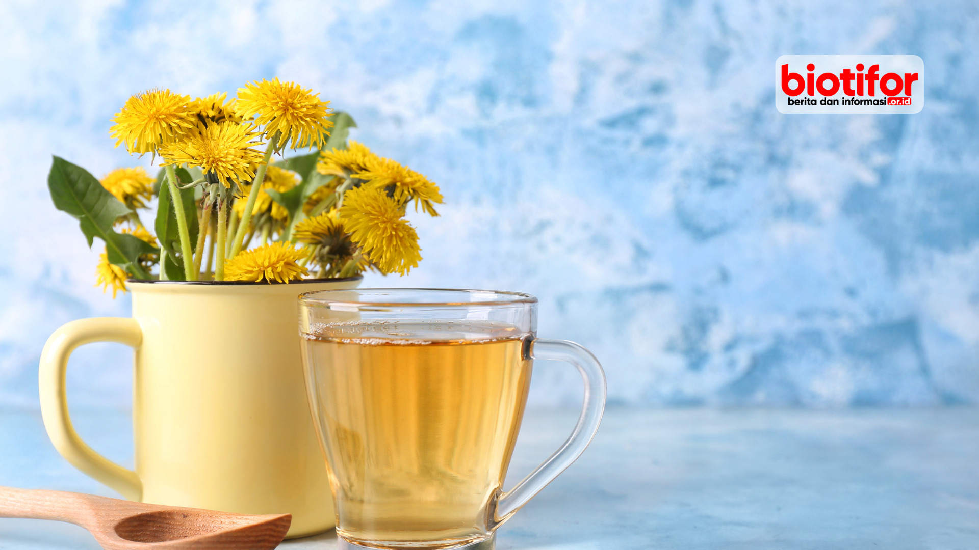 10 Manfaat Bunga Dandelion bagi Kesehatan Tubuh - Biotifor