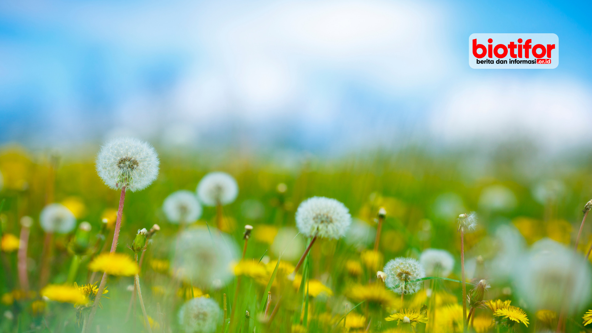 10 Manfaat Bunga Dandelion bagi Kesehatan Tubuh - Biotifor