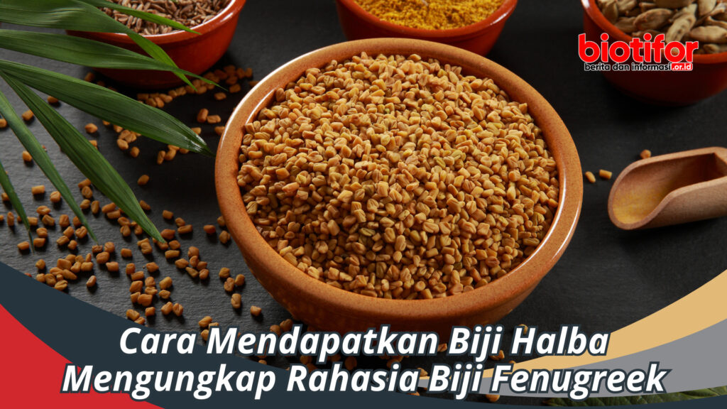 Cara Mendapatkan Biji Halba: Mengungkap Rahasia Biji Fenugreek - Biotifor