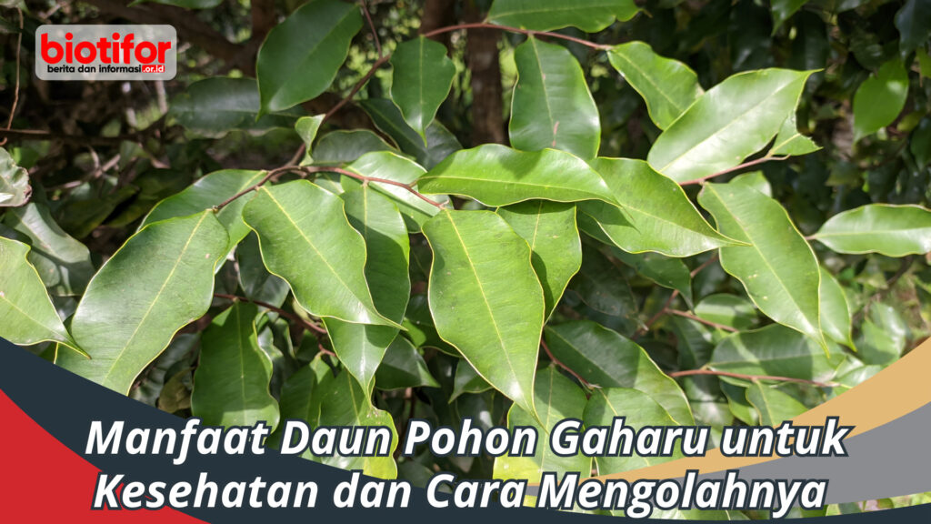 Manfaat Daun Gaharu untuk Kesehatan dan Cara Mengolahnya - Biotifor