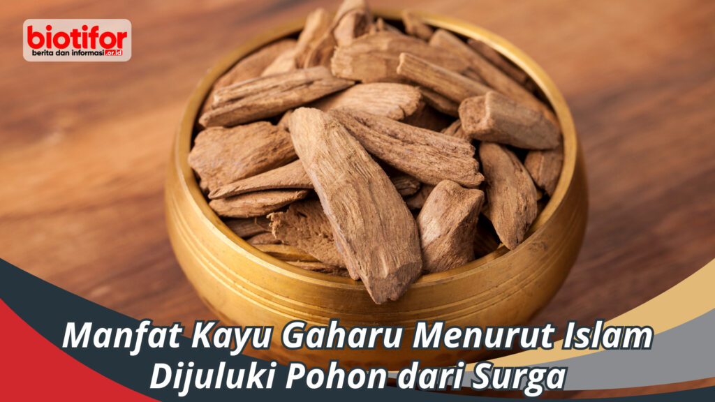 Manfat Kayu Gaharu Menurut Islam, Dijuluki Pohon dari Surga - Biotifor