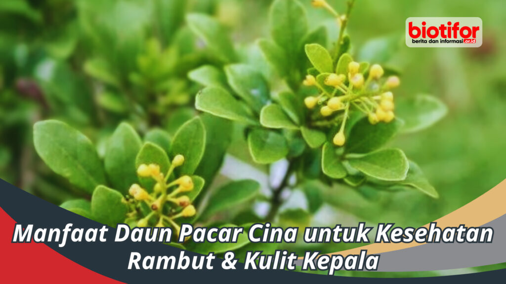 Manfaat Daun Pacar Cina untuk Kesehatan Rambut & Kulit Kepala - Biotifor