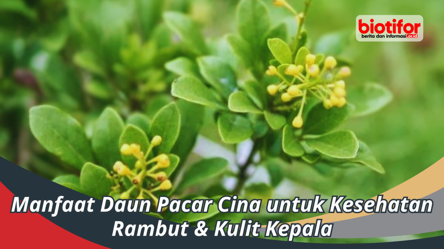 Manfaat Daun Pacar Cina untuk Kesehatan Rambut & Kulit Kepala - Biotifor