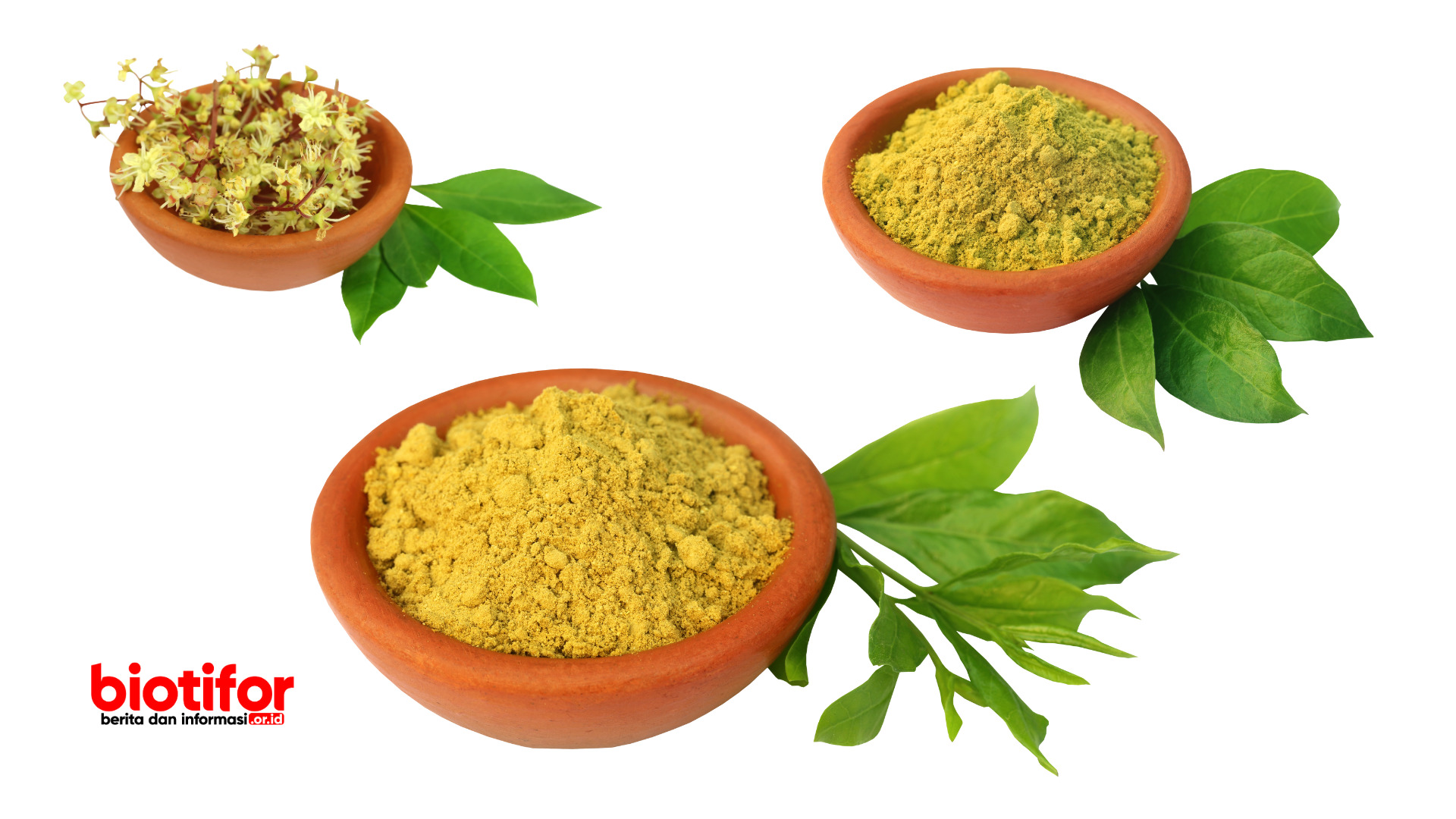 Manfaat Daun Pacar Cina untuk Kesehatan Rambut & Kulit Kepala - Biotifor