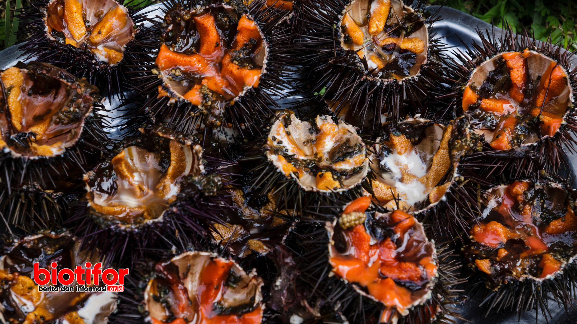 Manfaat Bulu Babi (Landak Laut) yang belum banyak diketahui - Biotifor