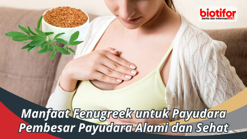 Manfaat Fenugreek untuk Payudara, Pembesar Payudara Alami - Biotifor