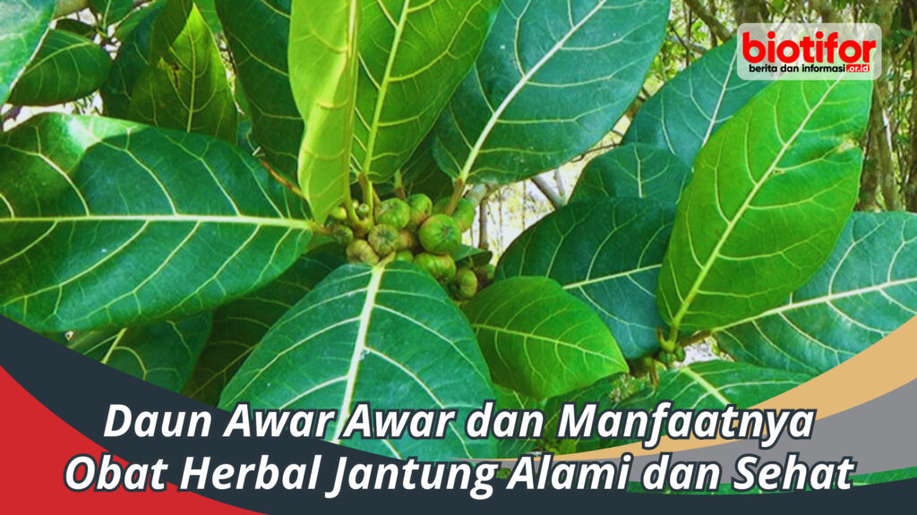 Daun Awar Awar dan Manfaatnya: Obat Herbal Jantung Alami - Biotifor