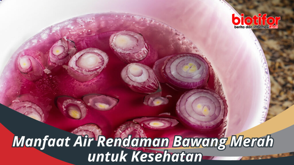 Manfaat Air Rendaman Bawang Merah: Pembangkit Tenaga Gizi - Biotifor