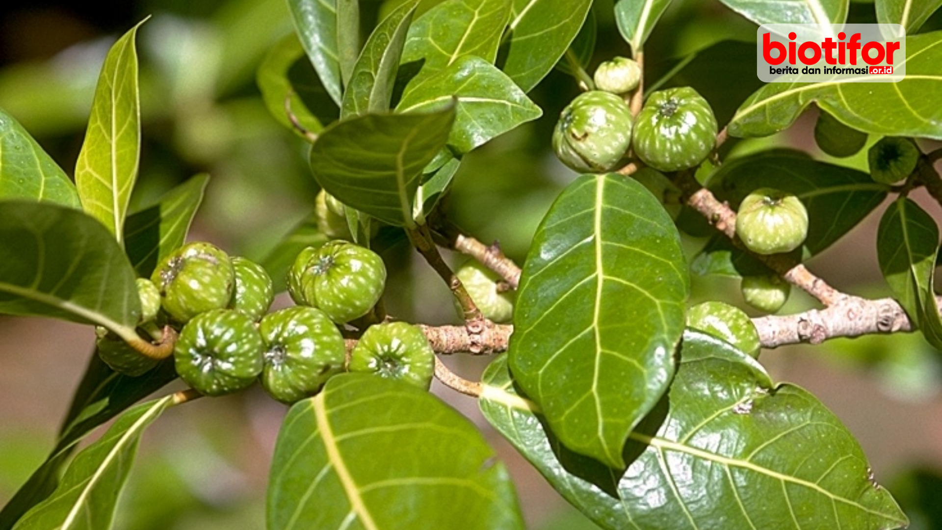 Daun Awar Awar dan Manfaatnya: Obat Herbal Jantung Alami - Biotifor