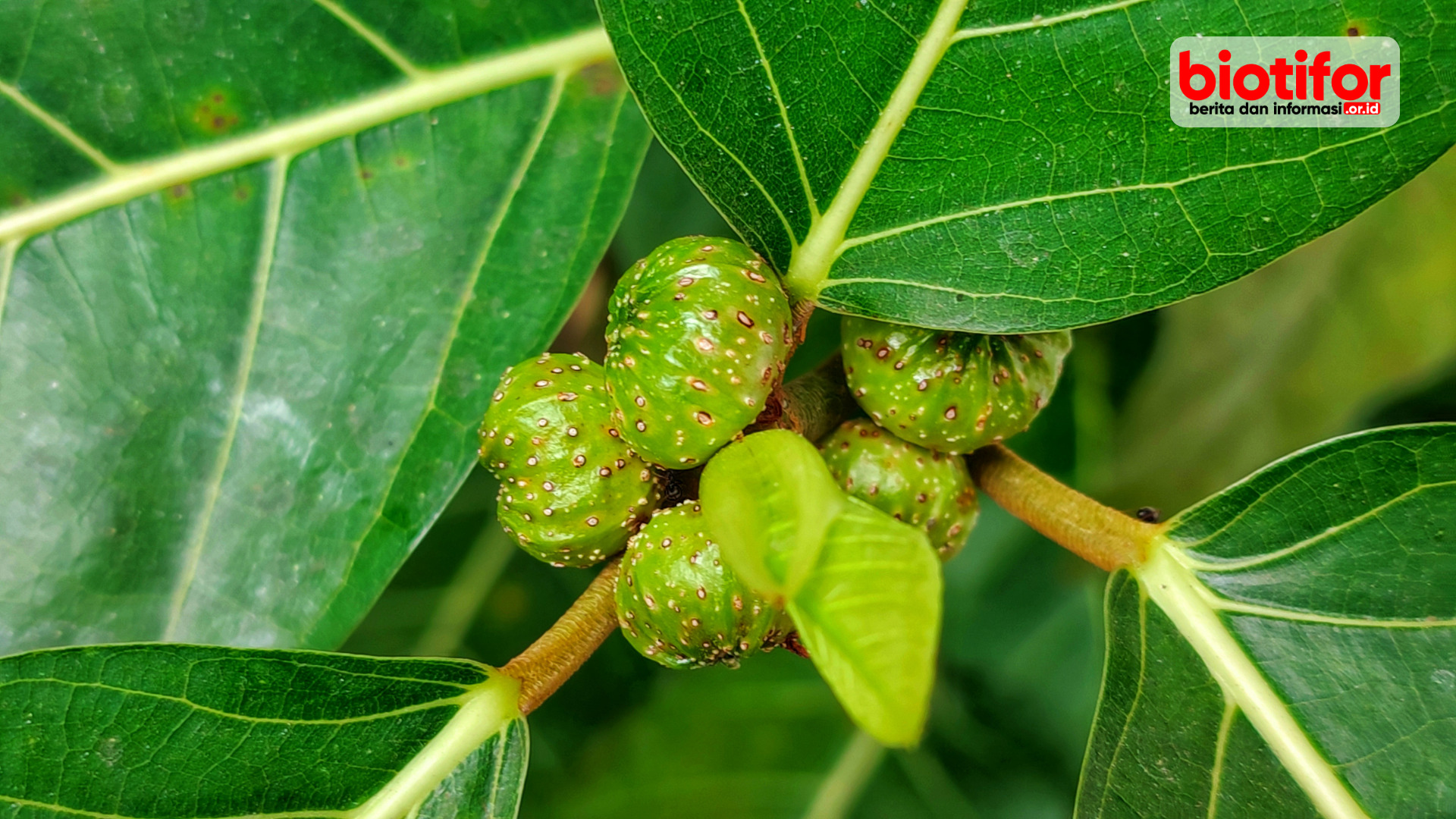 Daun Awar Awar dan Manfaatnya: Obat Herbal Jantung Alami - Biotifor