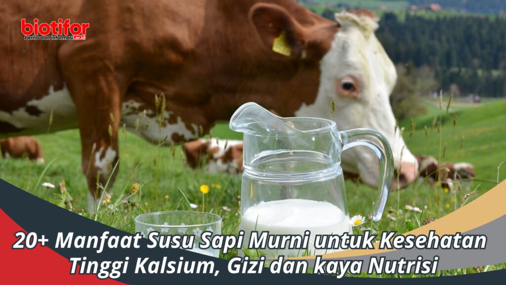 20+ Manfaat Susu Sapi Murni untuk Kesehatan, Turunkan Diabetes - Biotifor