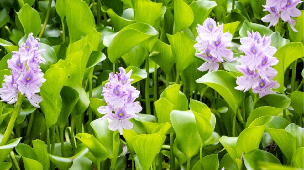 Manfaat Eceng Gondok : Menjelajahi Keajaiban Tumbuhan Air - Biotifor