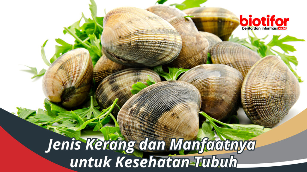 Jenis Kerang dan Manfaatnya untuk Kesehatan Tubuh - Biotifor