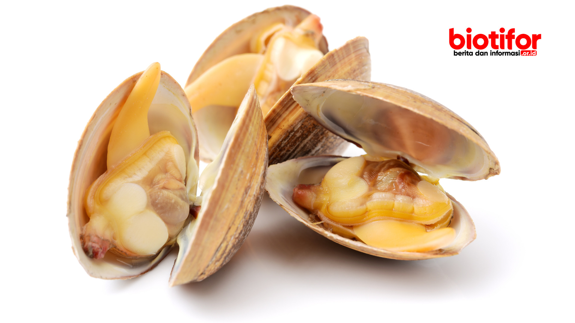 Jenis Kerang dan Manfaatnya untuk Kesehatan Tubuh - Biotifor