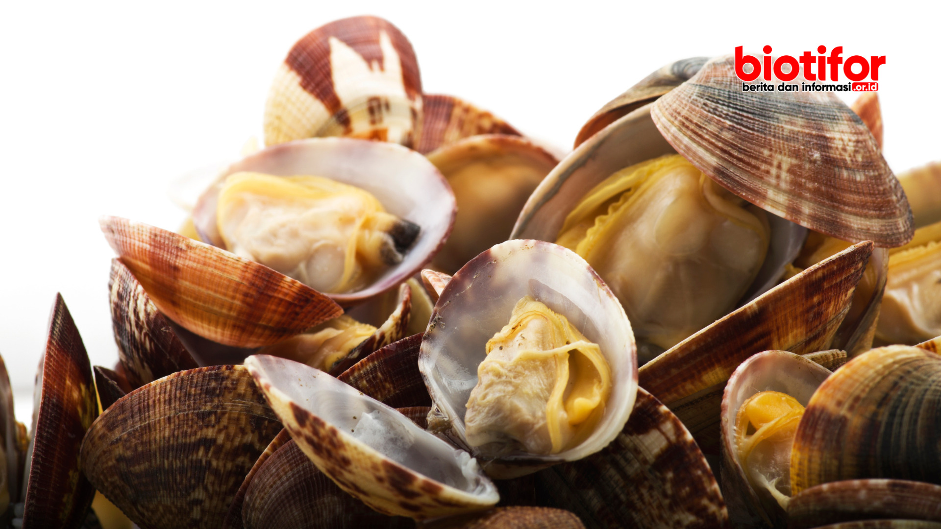 Jenis Kerang dan Manfaatnya untuk Kesehatan Tubuh - Biotifor