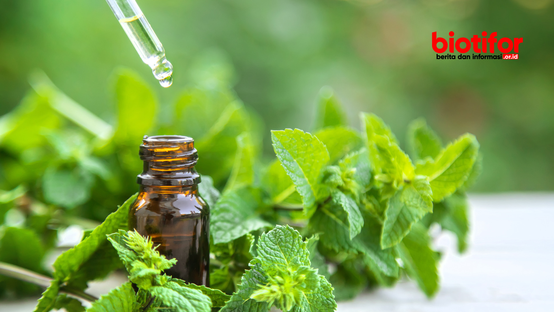 Tanaman Obat Keluarga (TOGA) beragam Manfaat & Khasiatnya - Biotifor