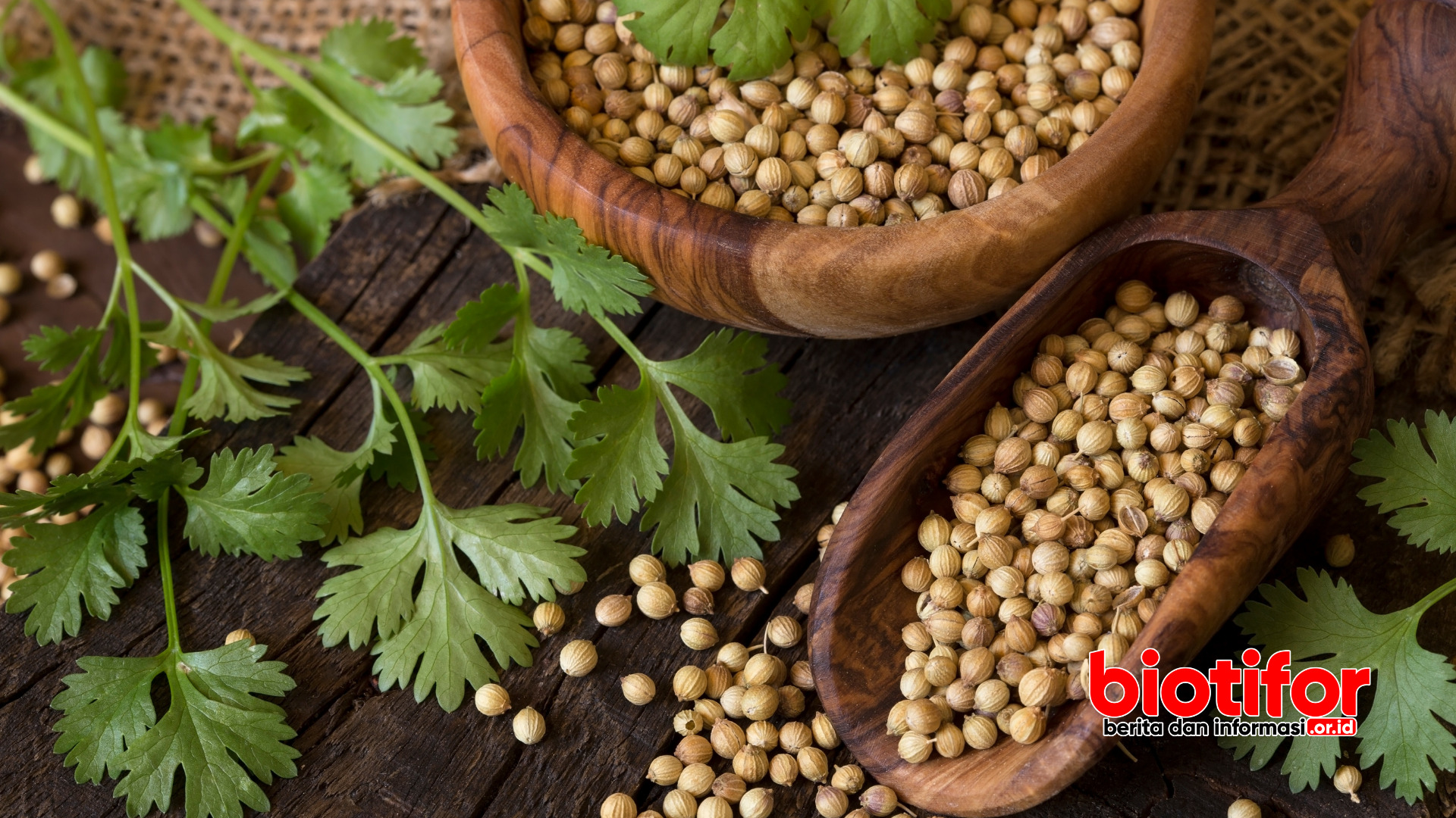 Manfaat Daun Ketumbar, Rempah Nikmat berkhasiat Kesehatan - Biotifor