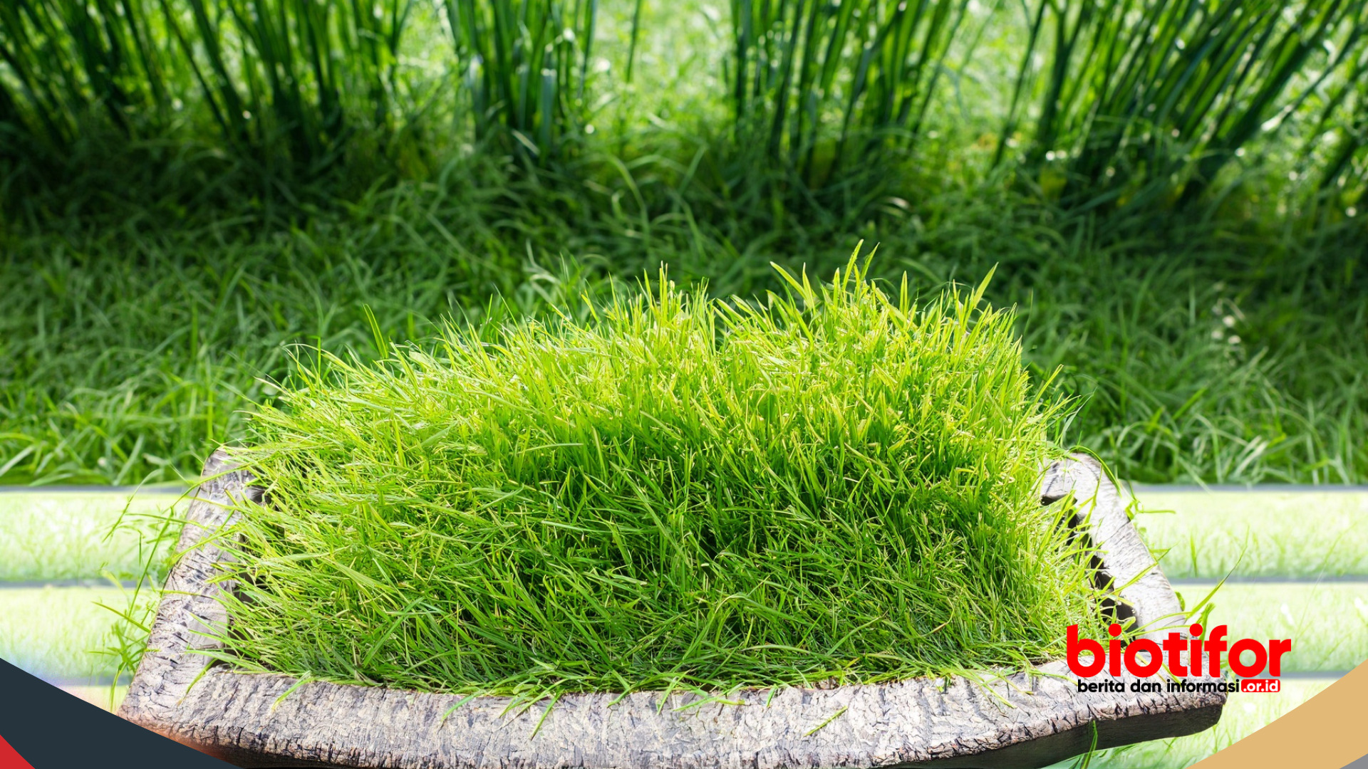Manfaat Rumput Teki untuk Kesehatan Bukan sekedar Rumput Liar - Biotifor