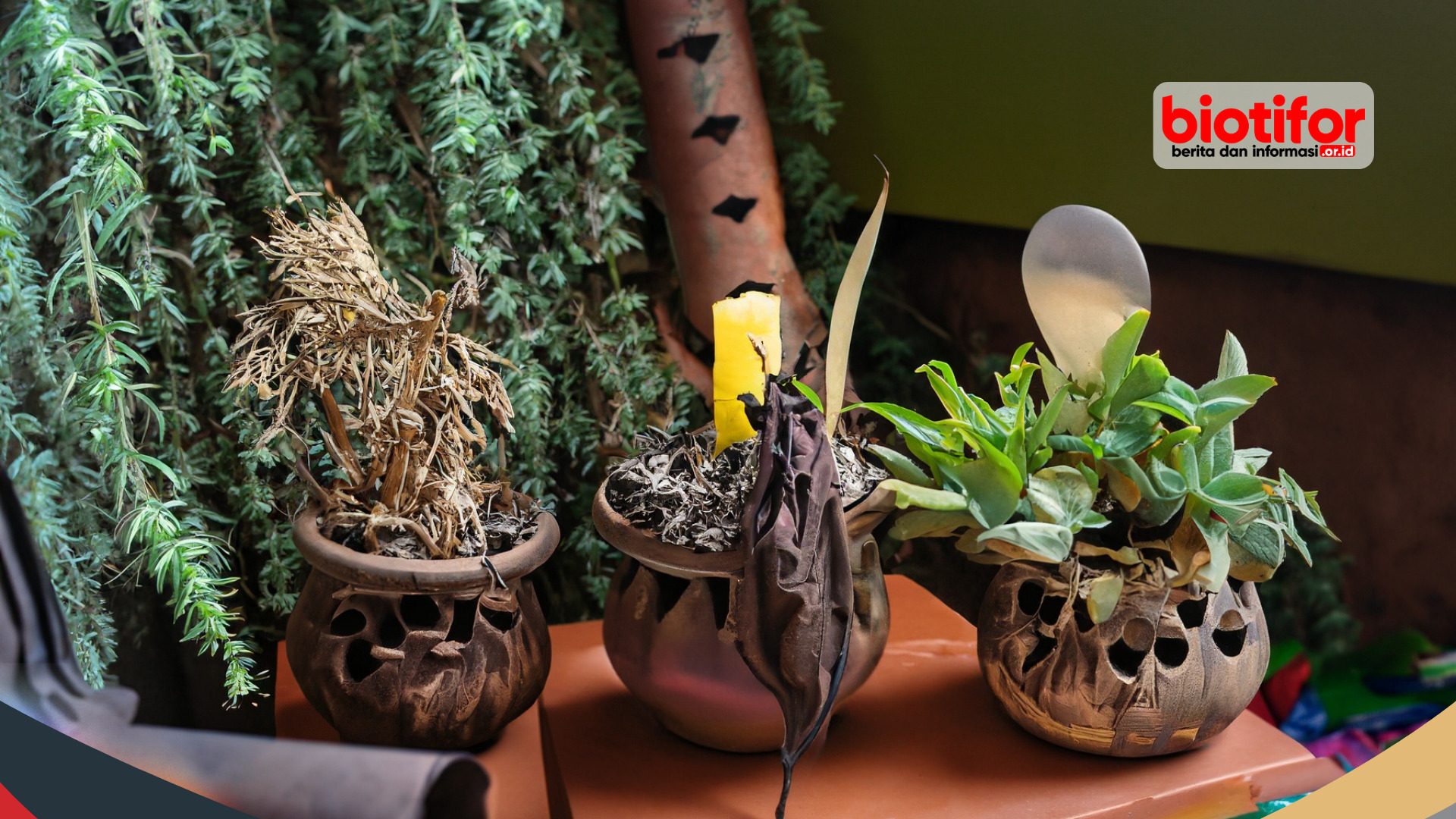 Tanaman Pengusir Jin, dan Hal Ghaib dari Rumah - Biotifor