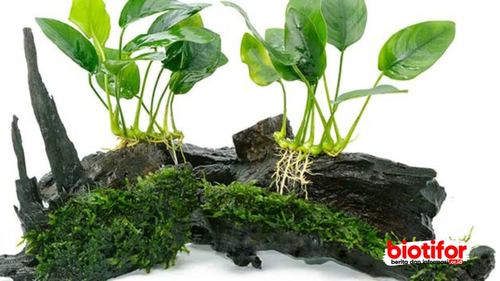 15 Jenis Tanaman Air Yang Cocok Untuk Akuarium