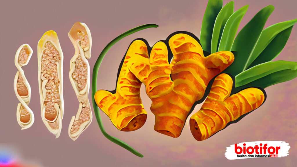 Manfaat Temulawak: Khasiat dan Keunggulan Tanaman Herbal - Biotifor