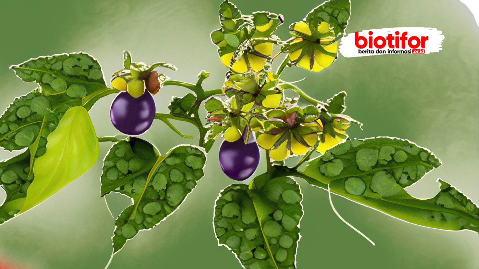 Manfaat Leunca: Menjelajahi Manfaat Kesehatan Buah Indonesia - Biotifor