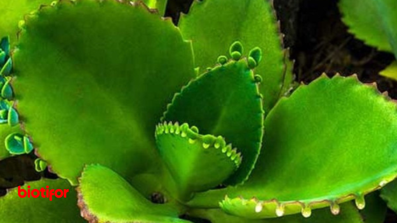 Tanaman Cocor Bebek: Tanaman Hias yang Menawan - Biotifor